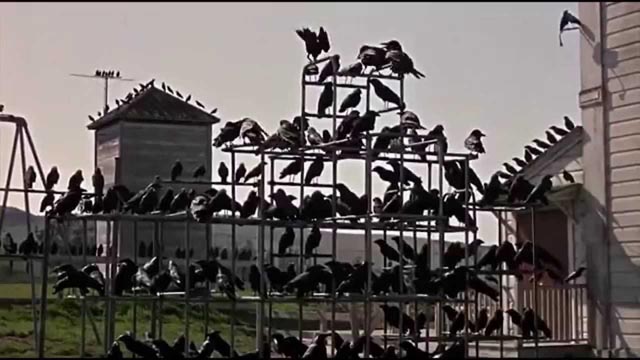 The Birds05 Cagey Films
